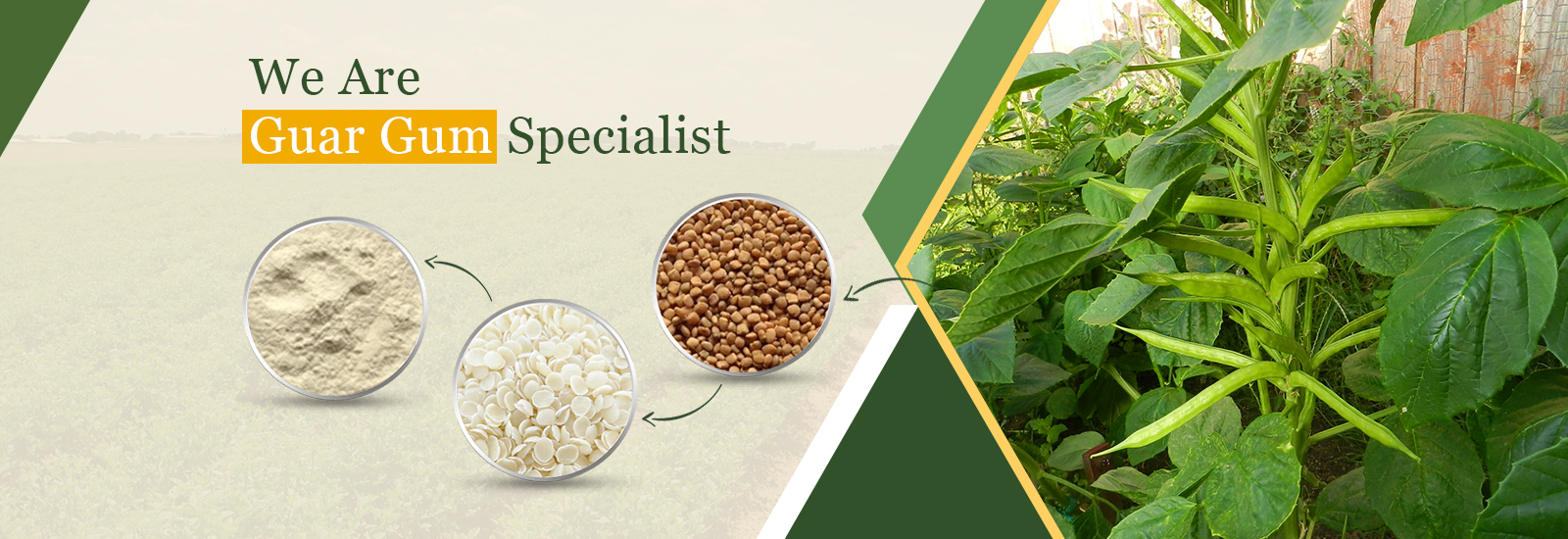 Guargum